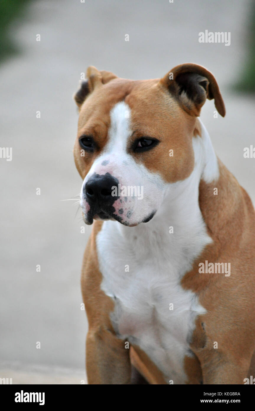 Staffy dog color image hi-res stock photography and images - Alamy