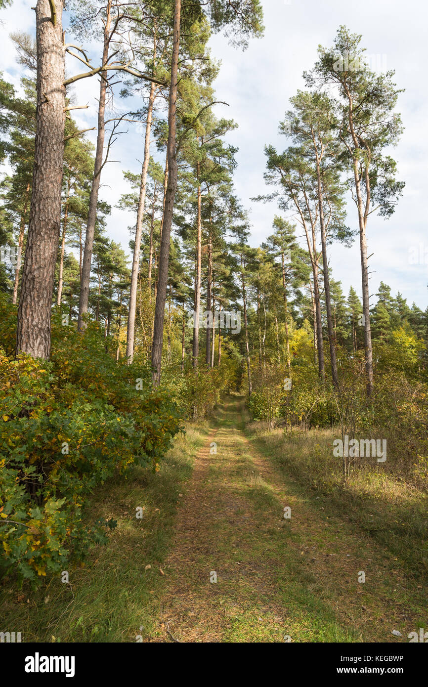 Footpath in the forest with tall pine trees by fall season Stock Photo ...