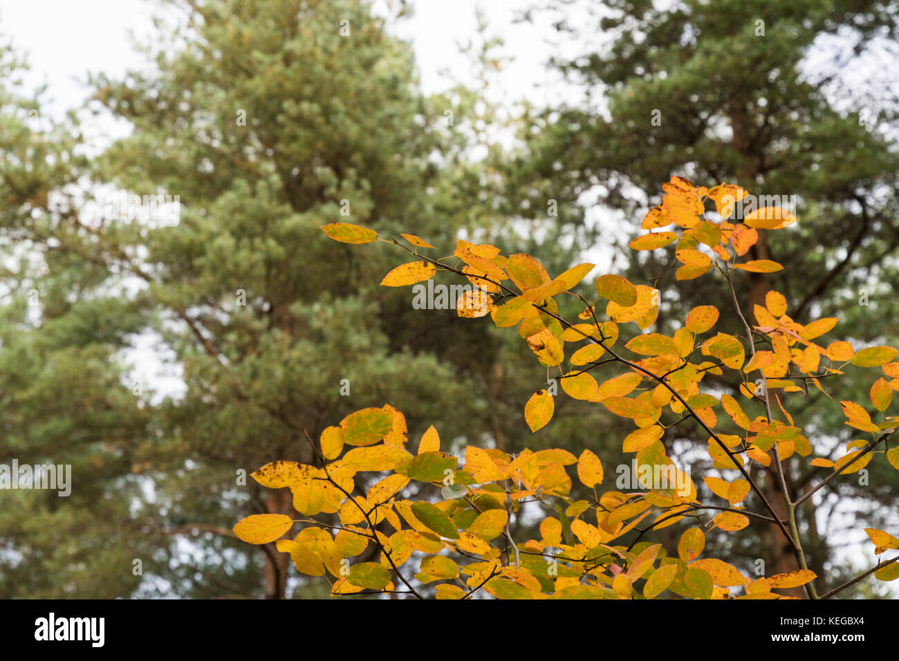 Branch with colorful leaves at a natural green background by fall ...