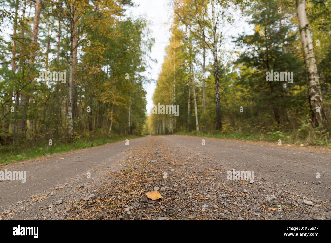 Low perspective image of a gravel road through a colorful forest at ...