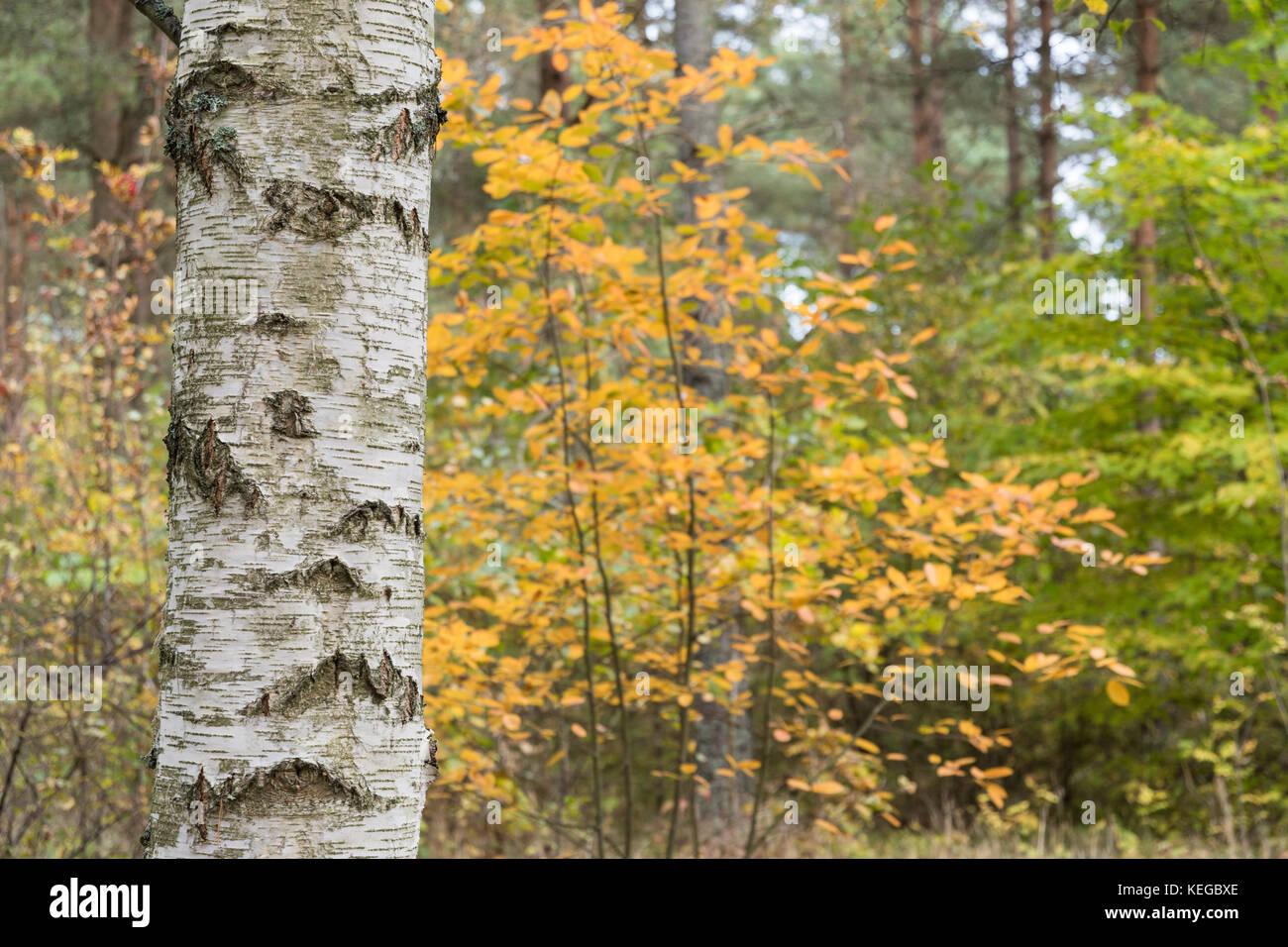 Detail of a birch tree trunk in a golden colored fall season forest ...