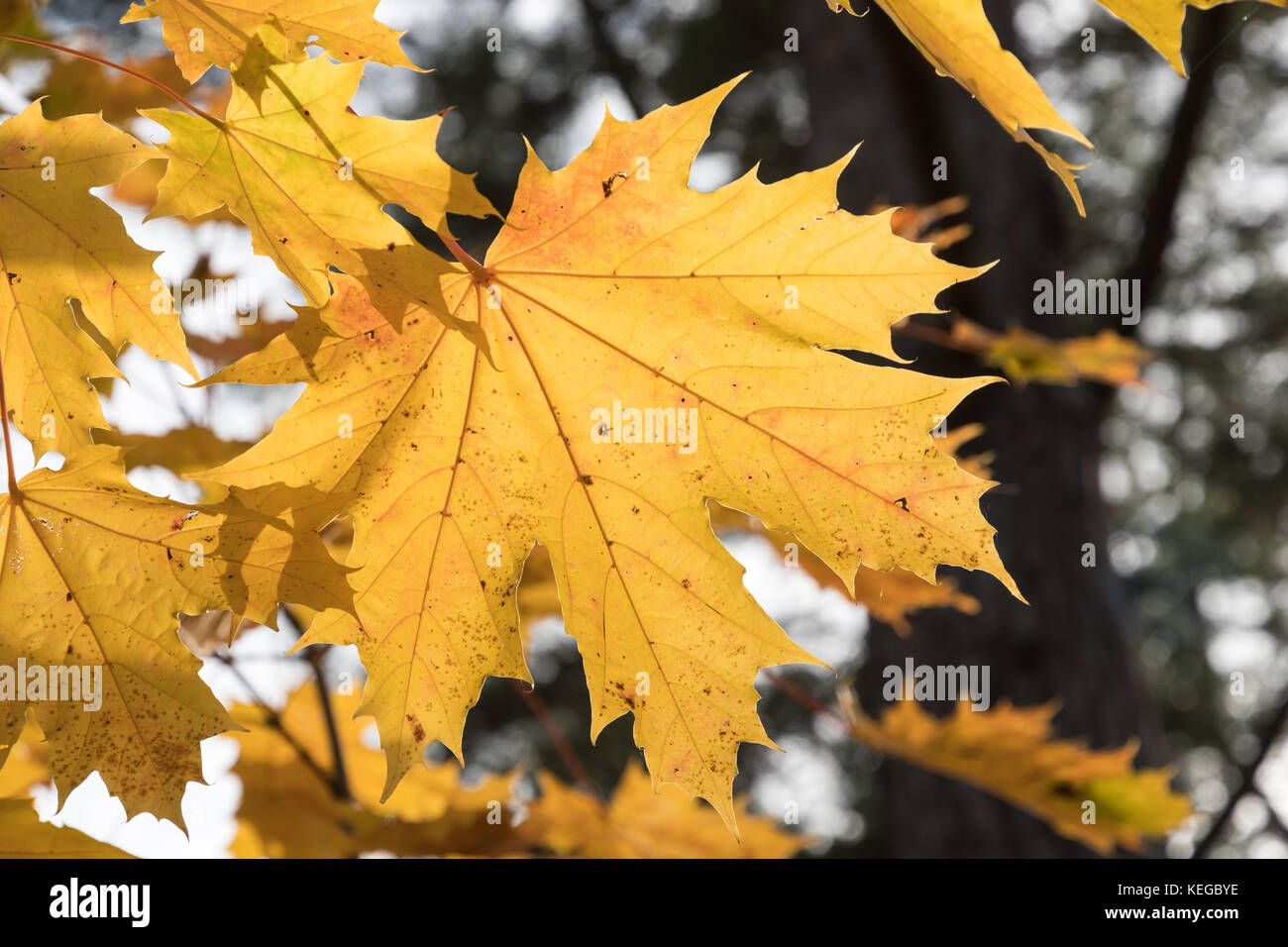 Focus on a single colorful backlit maple leaf in a tree Stock Photo - Alamy