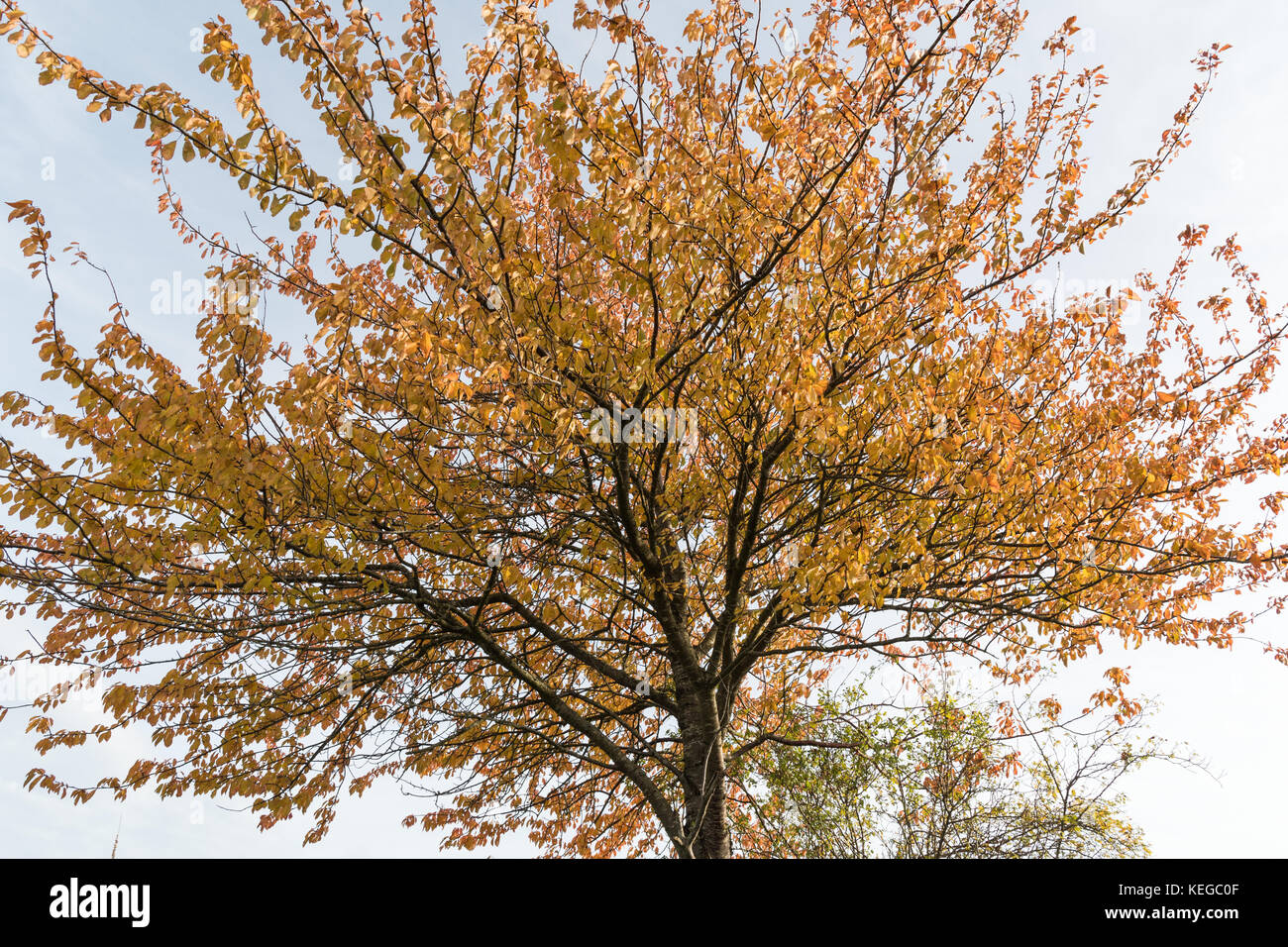 Sparkling wide colorful tree in fall season colors Stock Photo - Alamy