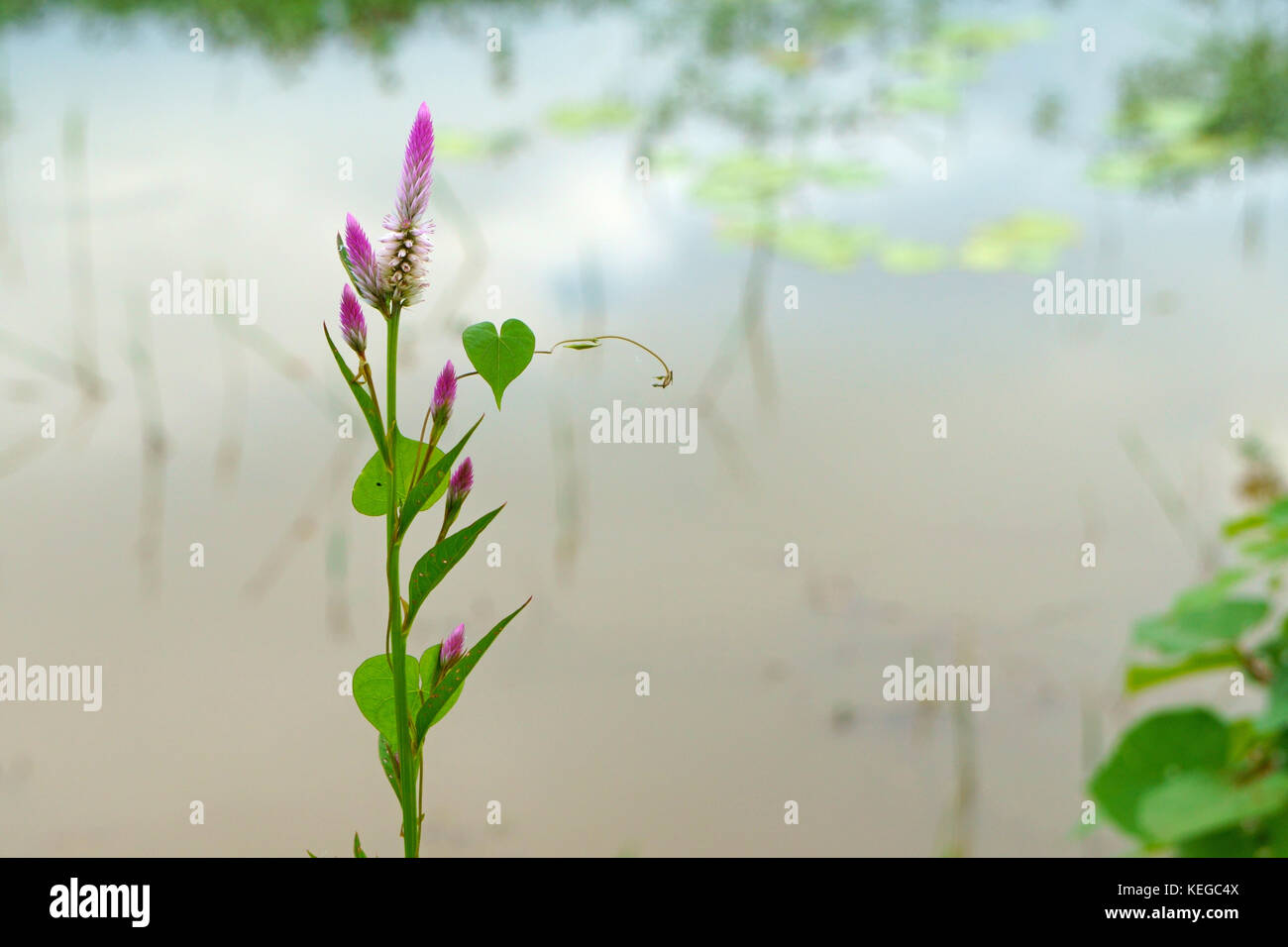 Cockscomb flowers with heart shaped leaves of vines Stock Photo - Alamy