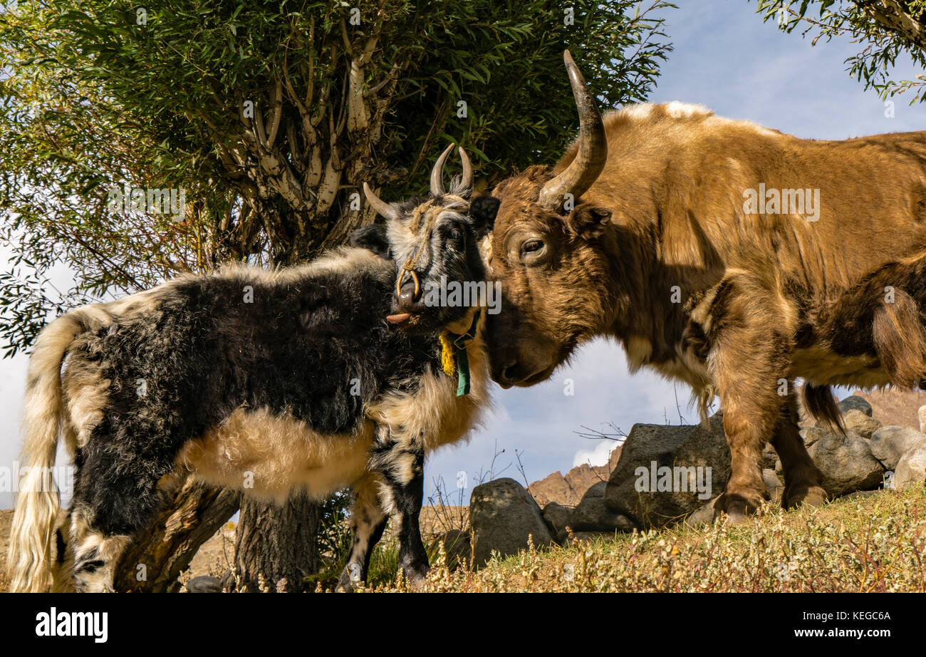 Two Dzo (cattle cross between a Yak and Cow) in Ladakh, India Stock ...