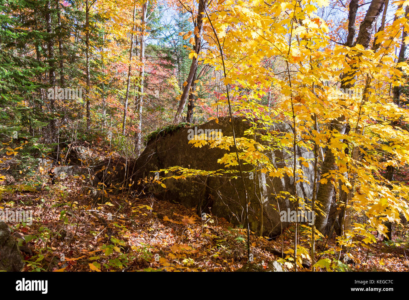 Trees and forest in the Val David Regional Park during autumn colours ...