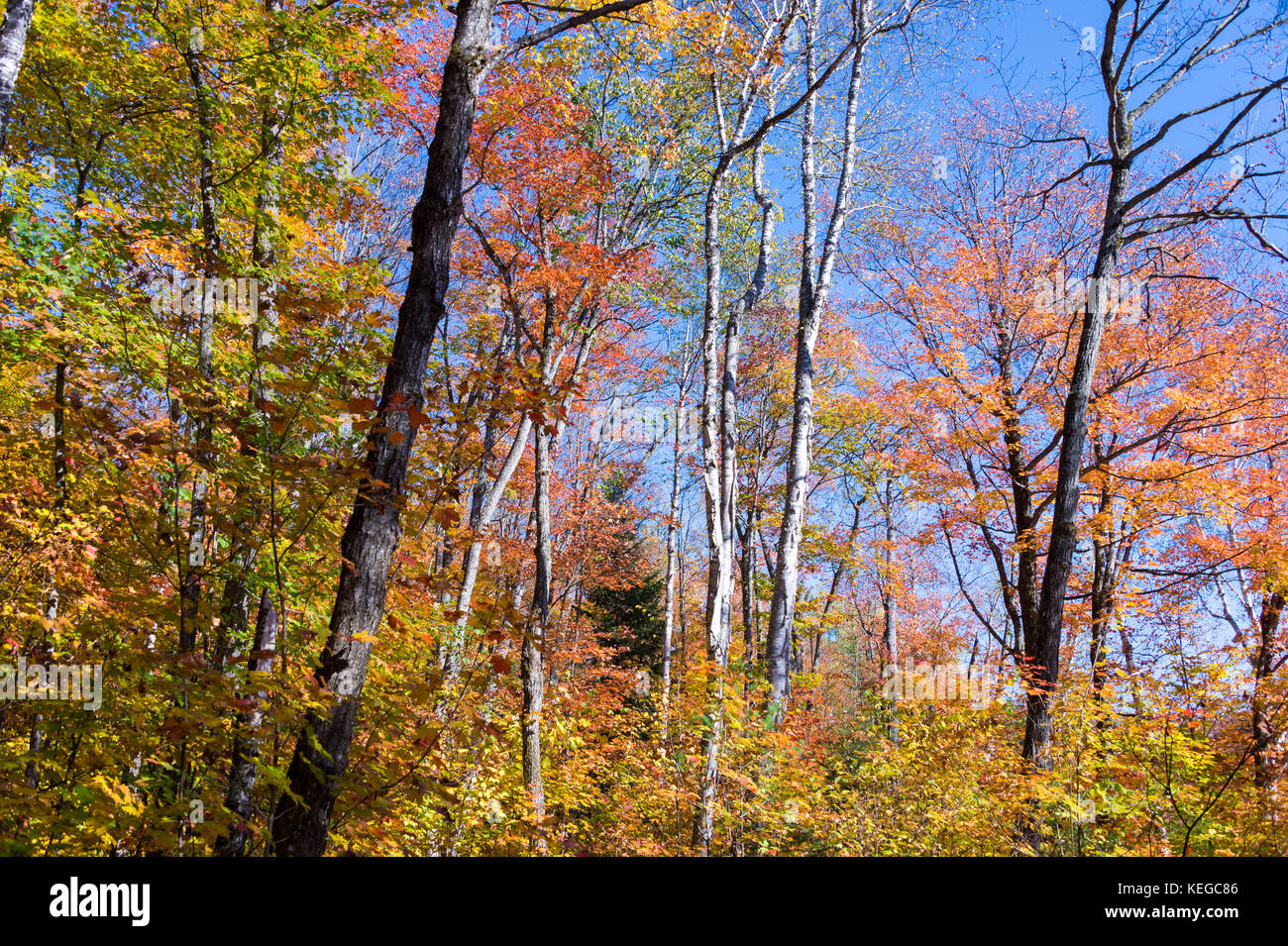 Trees and forest in the Val David Regional Park during autumn colours ...