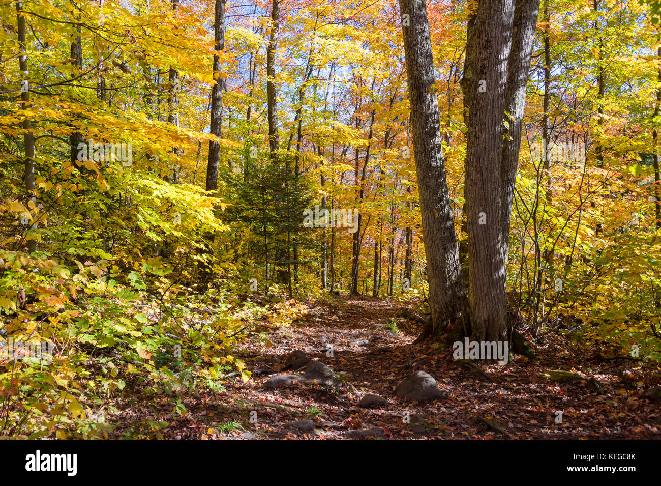 Trees and forest in the Val David Regional Park during autumn colours ...