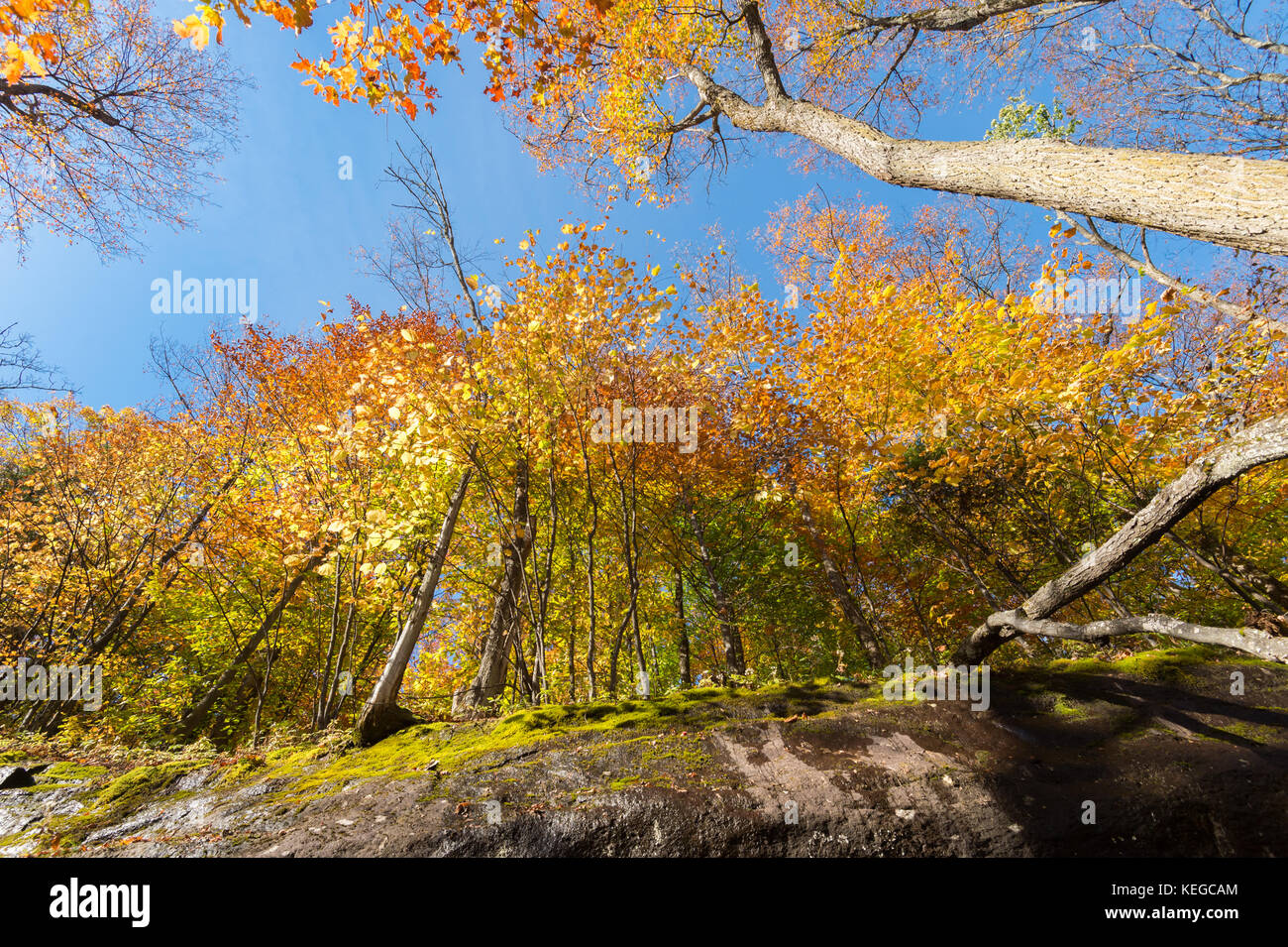 Trees and forest in the Val David Regional Park during autumn colours ...