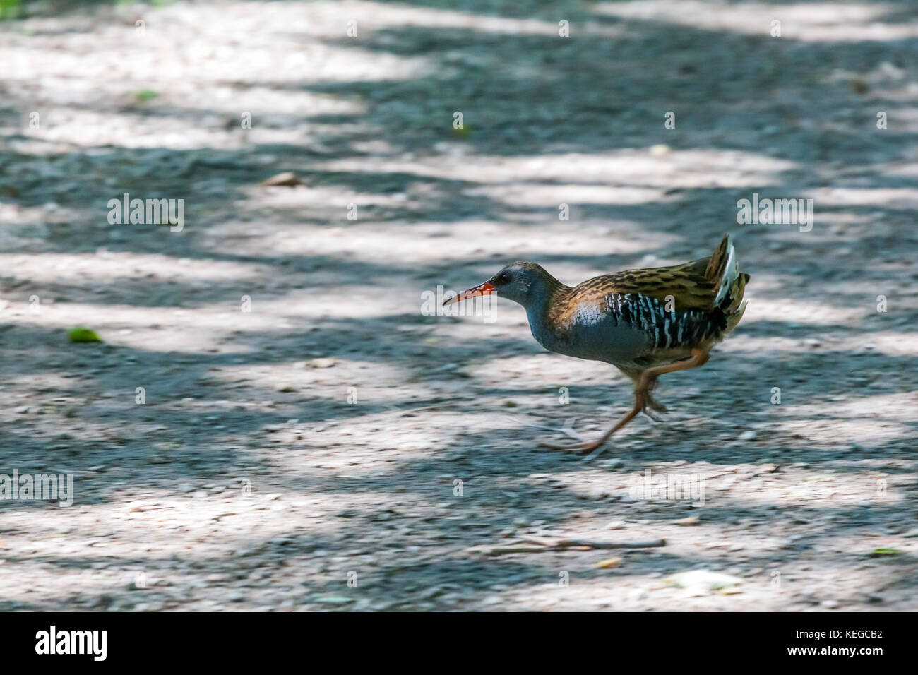 Water Rail (Rallus aquaticus) running a cross the road, Sweden Stock ...