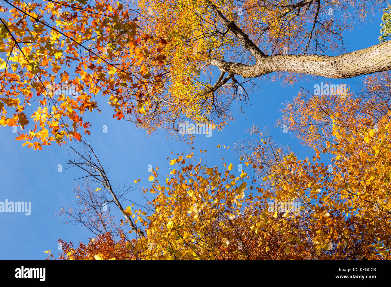 Trees and forest in the Val David Regional Park during autumn colours ...