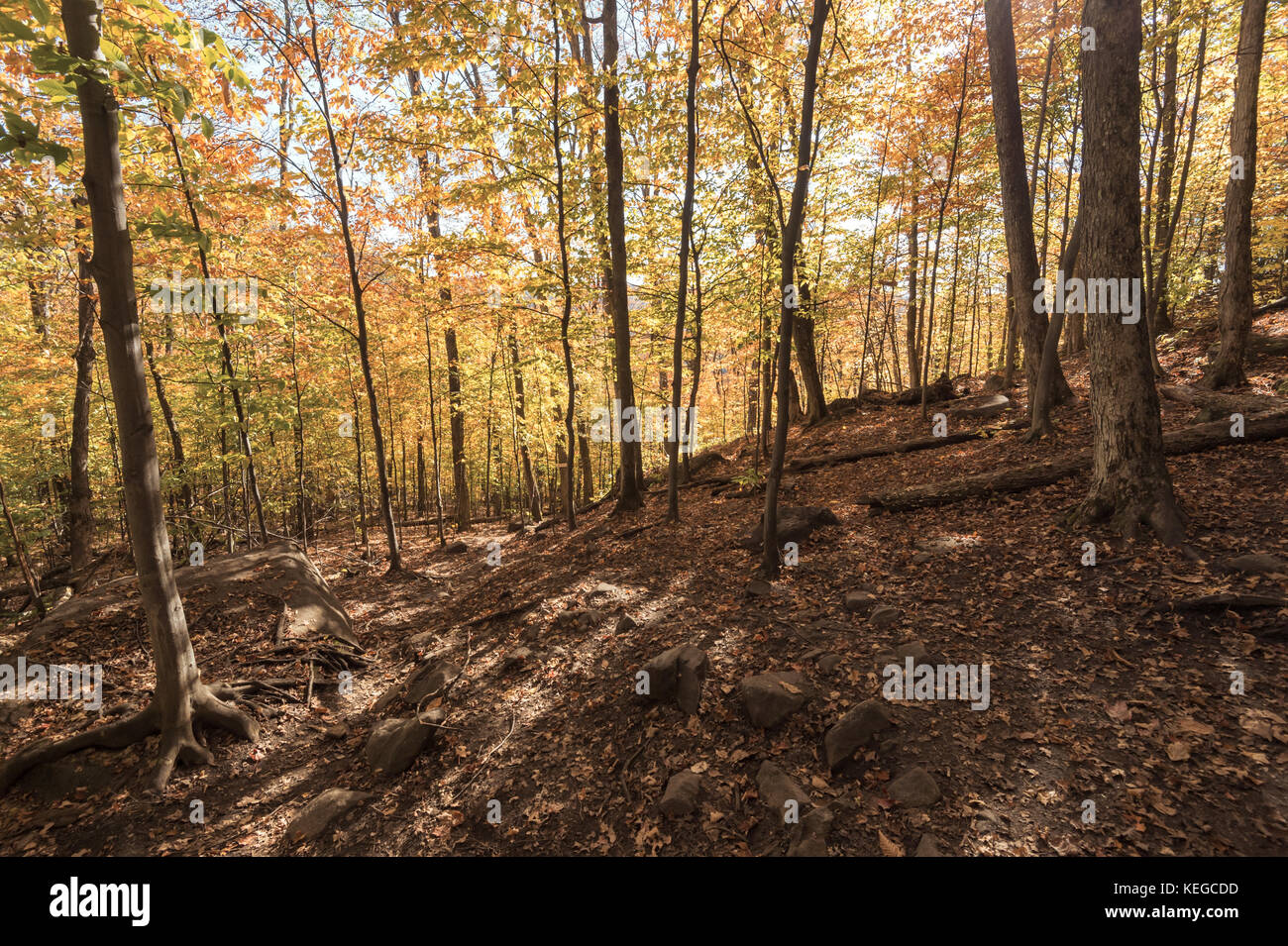 Trees and forest in the Val David Regional Park during autumn colours ...
