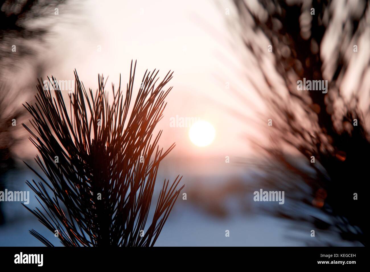 Sun setting behind a pine tree in winter landscape Stock Photo - Alamy