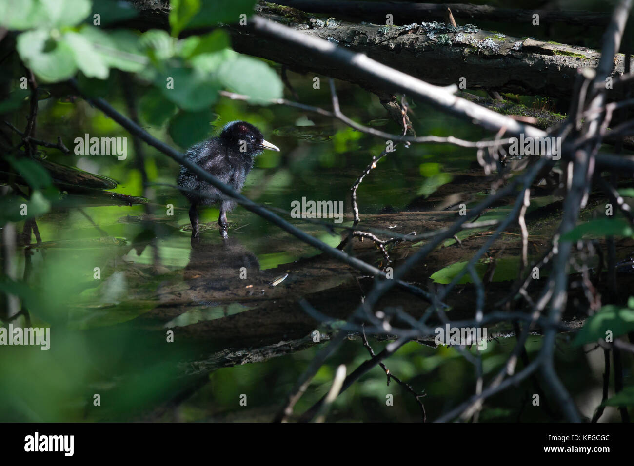 Juvenile water rail hi-res stock photography and images - Alamy