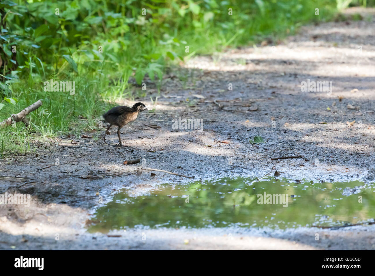 Running juvenile hi-res stock photography and images - Alamy