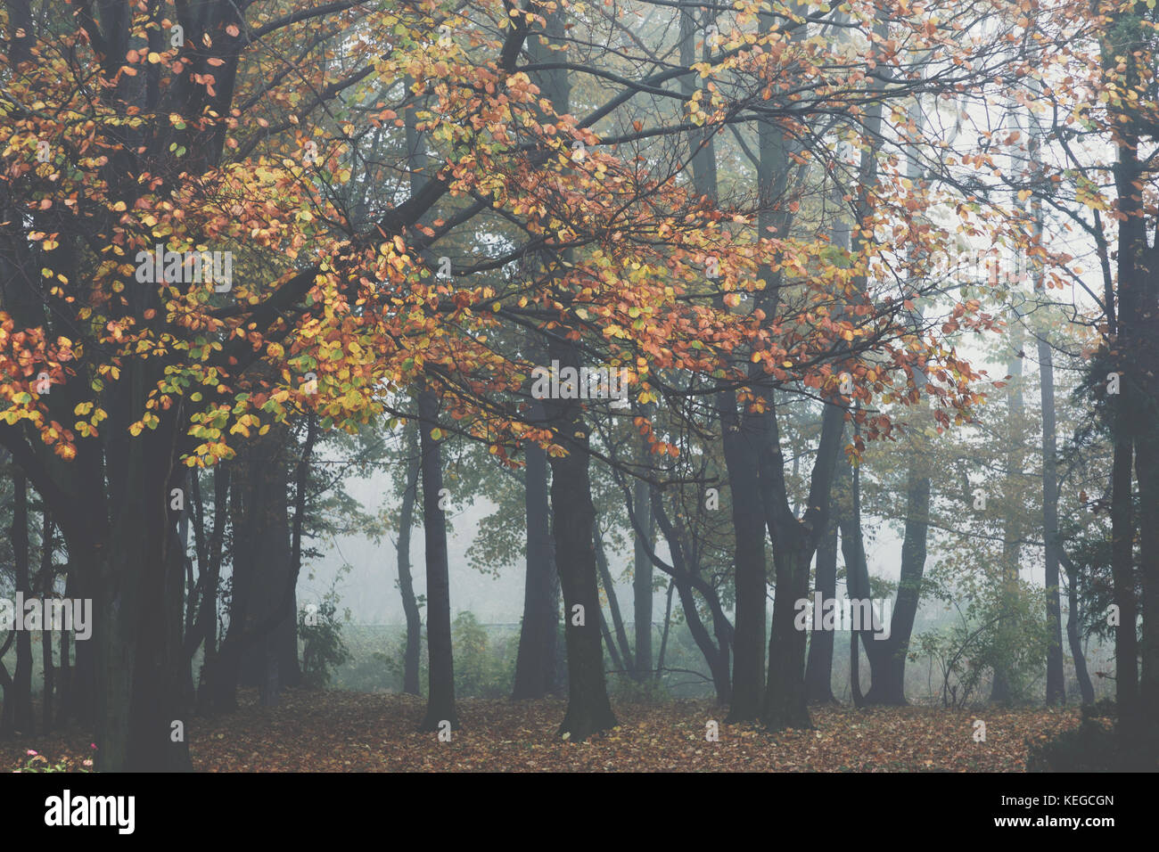 Yellow, orange and red autumn leaves in fall park. Nature background ...