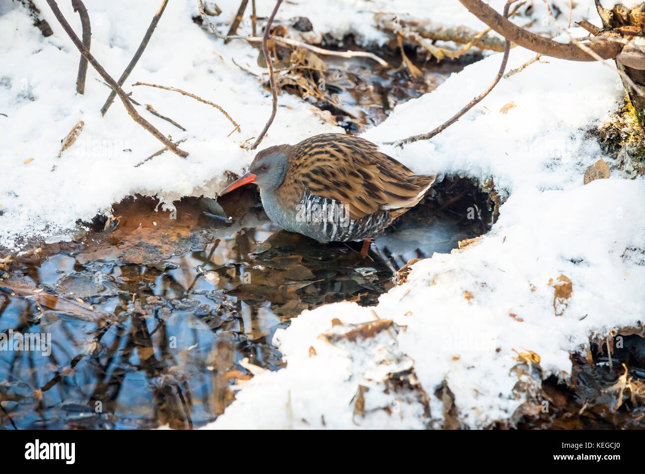 Water Rail (Rallus aquaticus) searching for food, Sweden Stock Photo ...