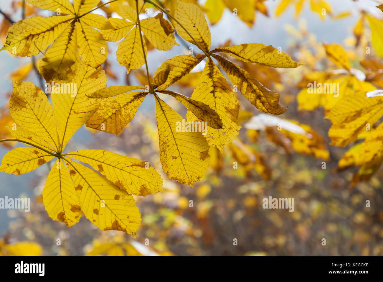 Yellow, orange and red autumn leaves in fall park. Nature background ...