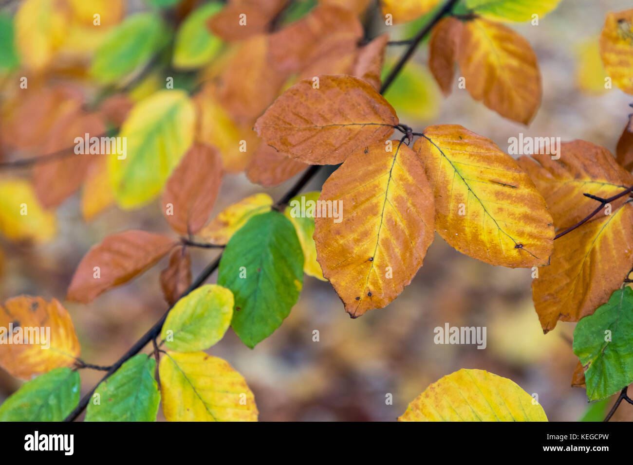 Yellow, orange and red autumn leaves in fall park. Nature background ...