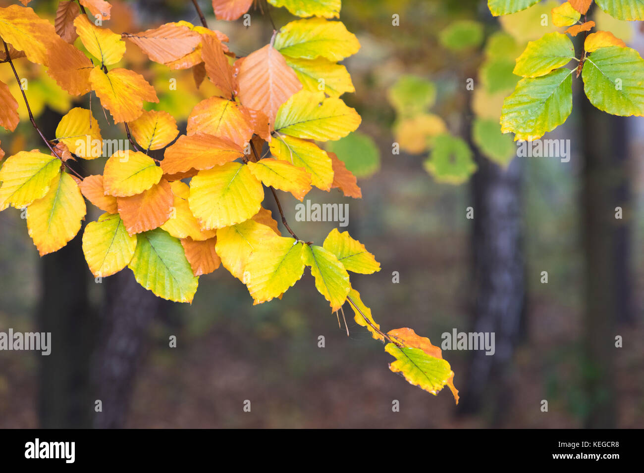 Yellow, orange and red autumn leaves in fall park. Nature background ...