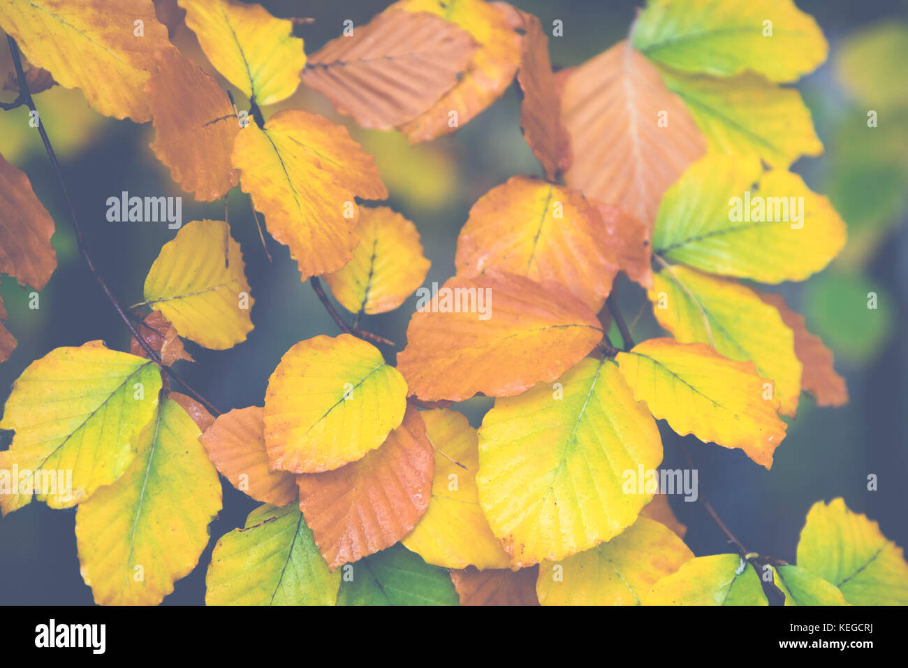 Yellow, orange and red autumn leaves in fall park. Nature background ...
