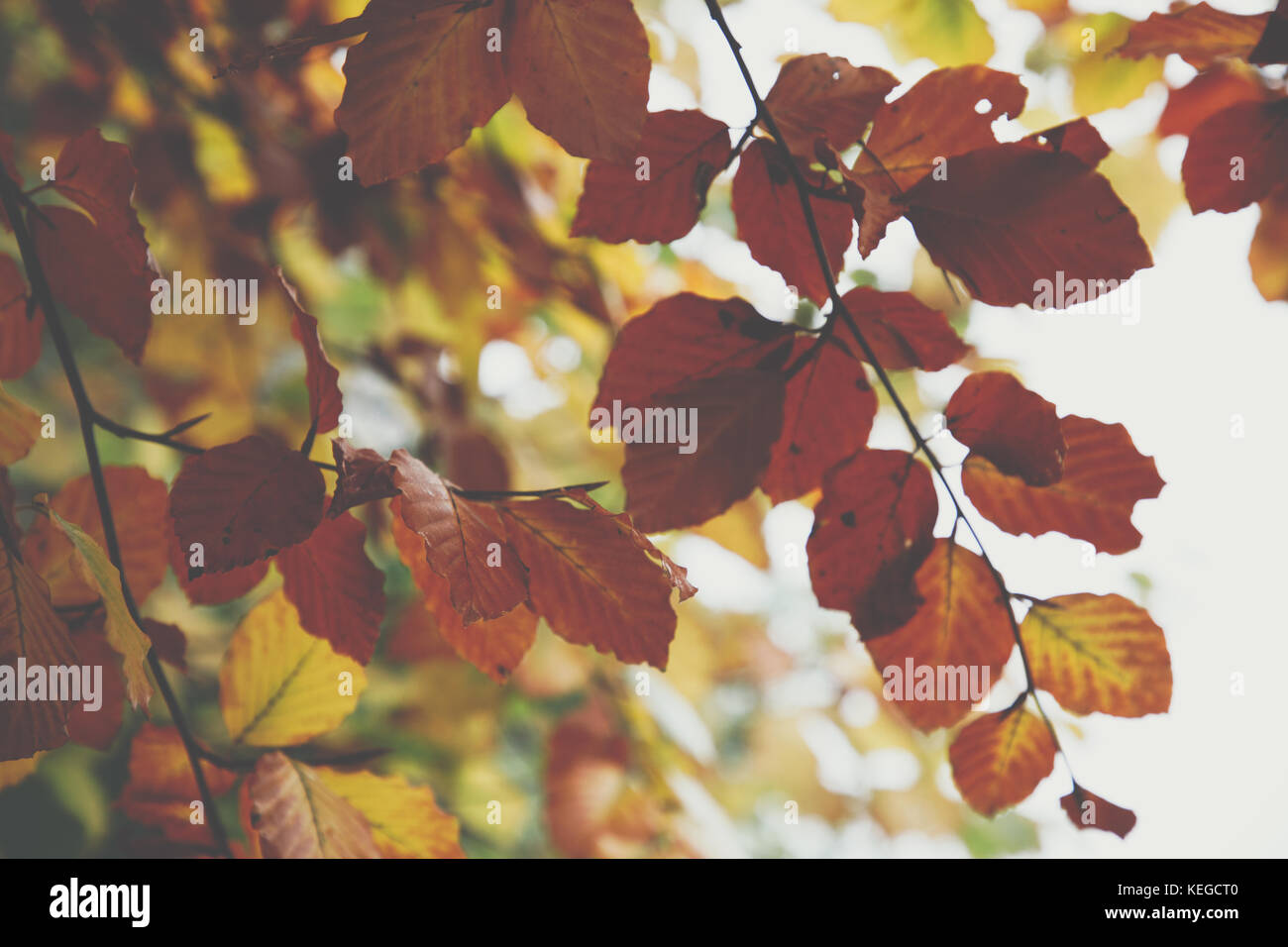 Yellow, orange and red autumn leaves in fall park. Nature background ...