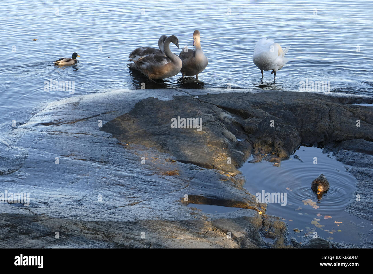 Birds in Djurgården, STockholm Stock Photo - Alamy