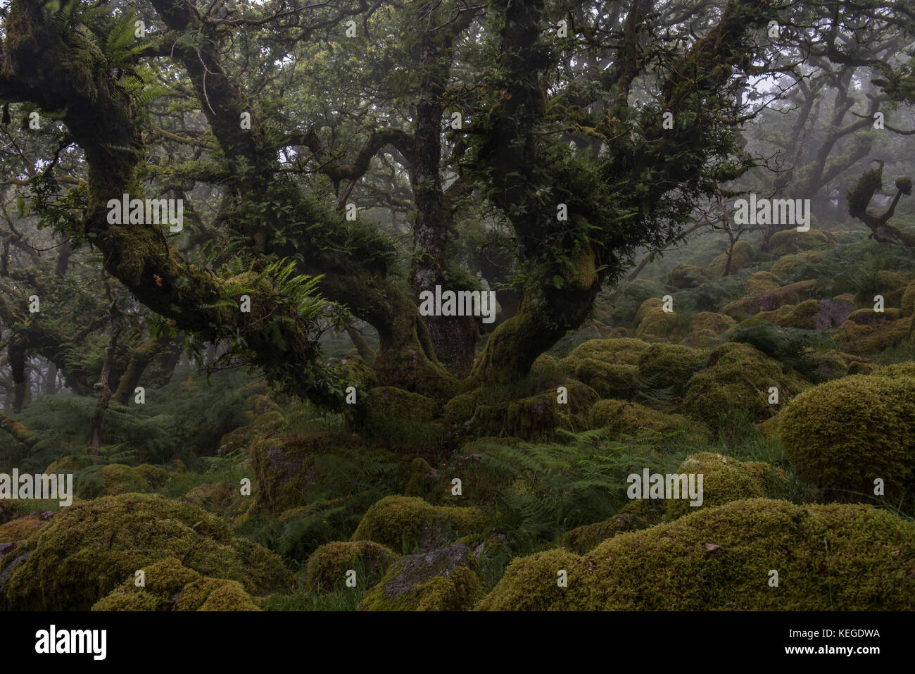 Fern covered old oak tree in wistmans wood, dartmoor Stock Photo - Alamy