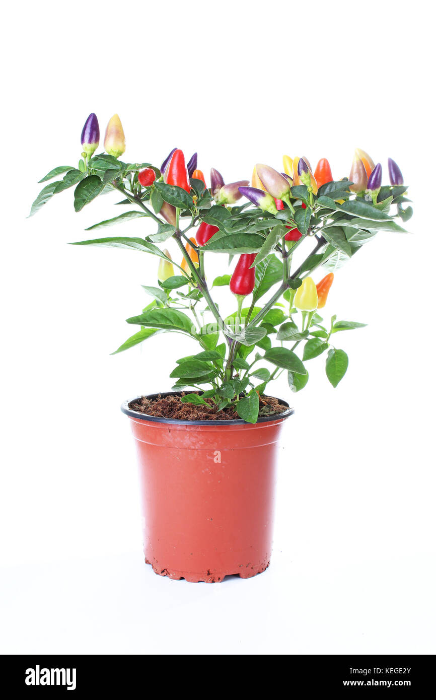 Tricolor yellow purple Red chili. Fresh spice vegetable. Strong hot red ...