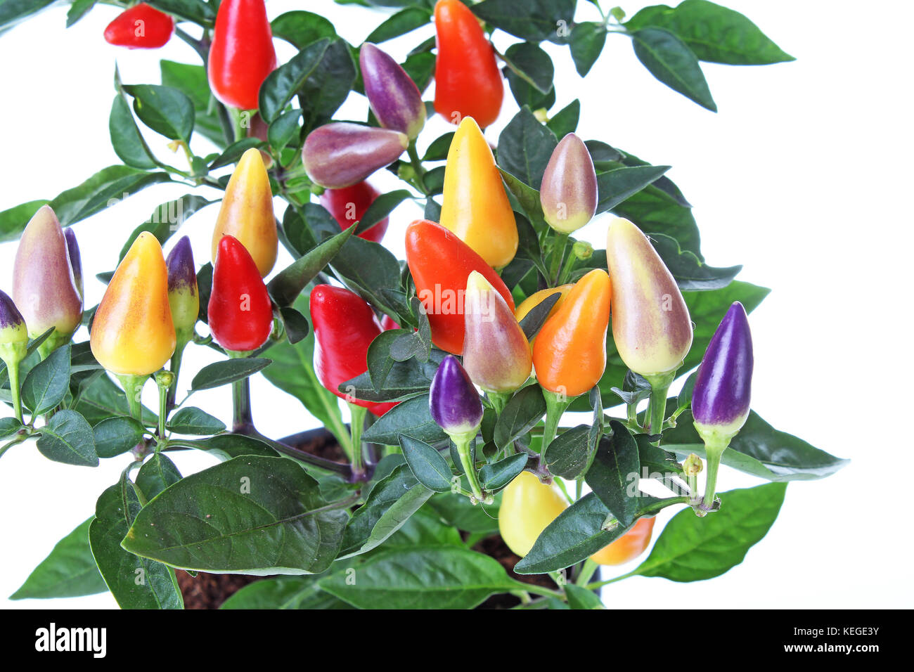 Tricolor yellow purple Red chili. Fresh spice vegetable. Strong hot red ...