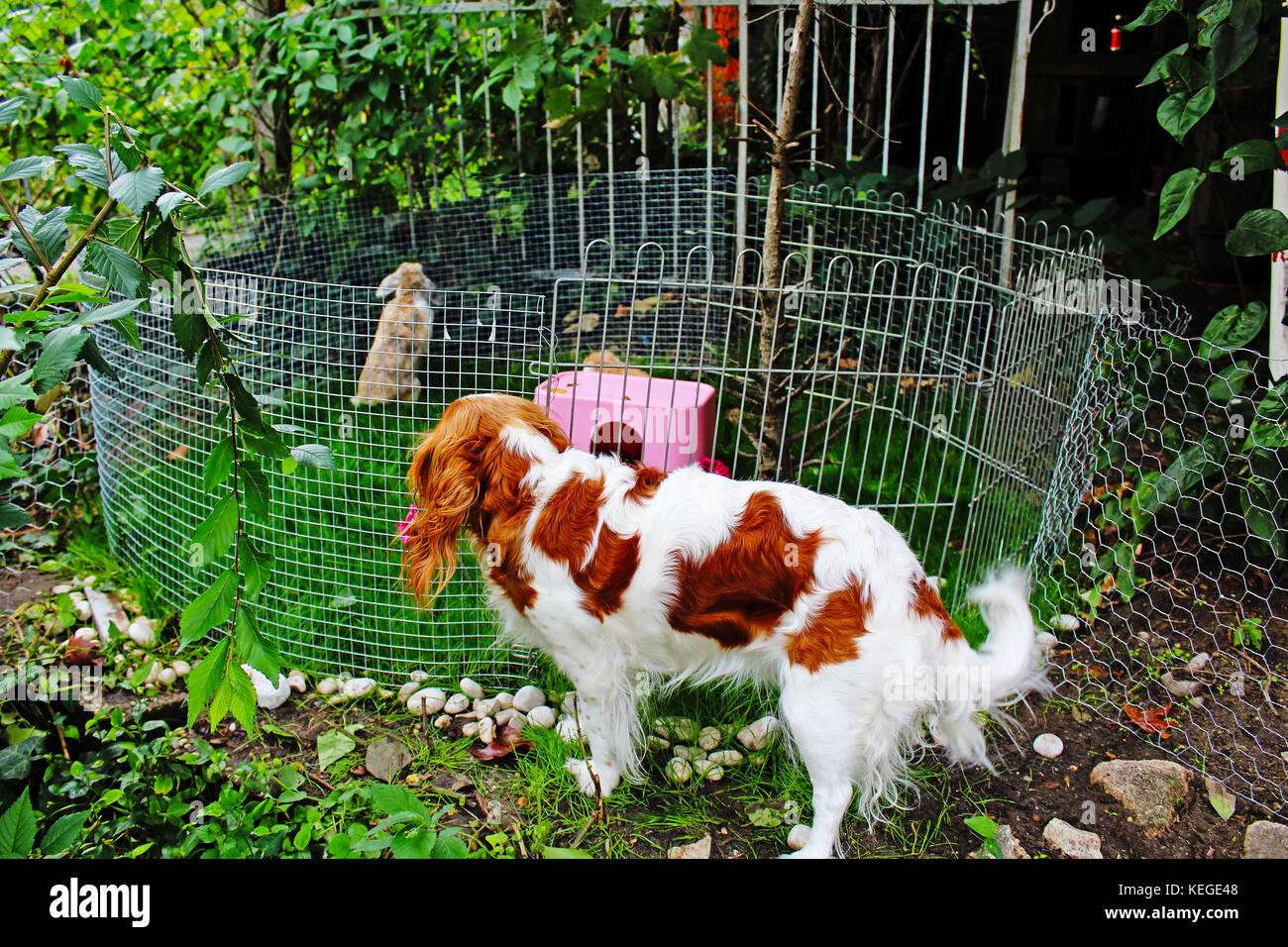 Cute pet rabbit outdoor playground. Cage coop hutch. Lop eared rabbits ...