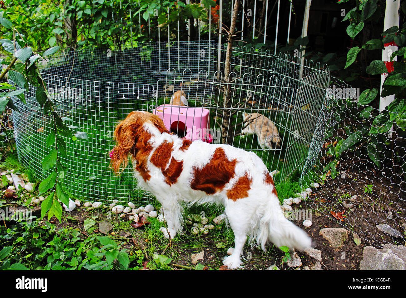 Cute pet rabbit outdoor playground. Cage coop hutch. Lop eared rabbits ...