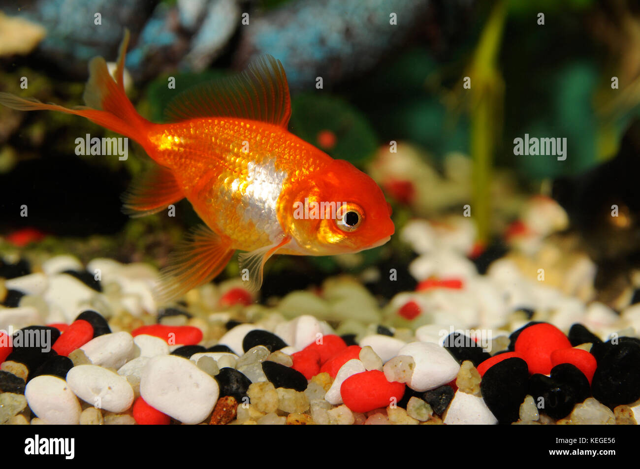 Goldfish close up hi-res stock photography and images - Alamy