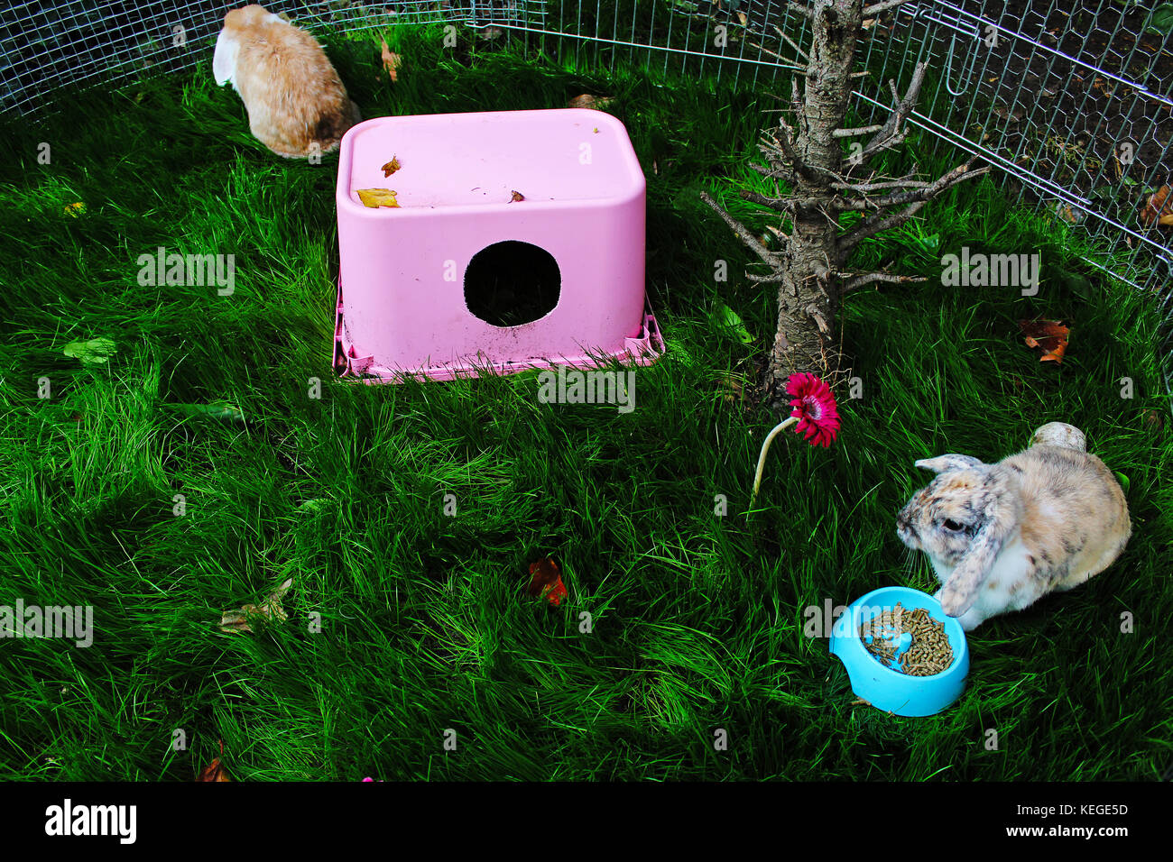 Cute pet rabbit outdoor playground. Cage coop hutch. Lop eared rabbits ...