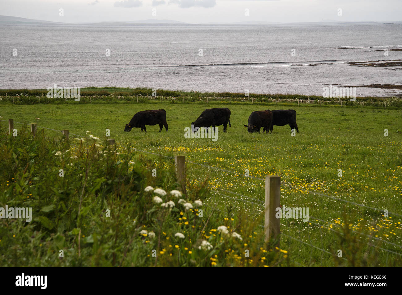 rural landscapes in Caithness Stock Photo - Alamy