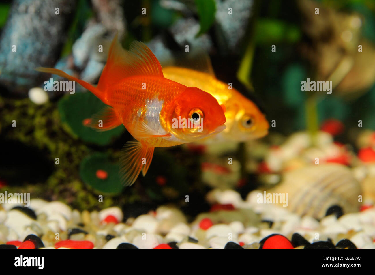 Two Goldfish In A Tank