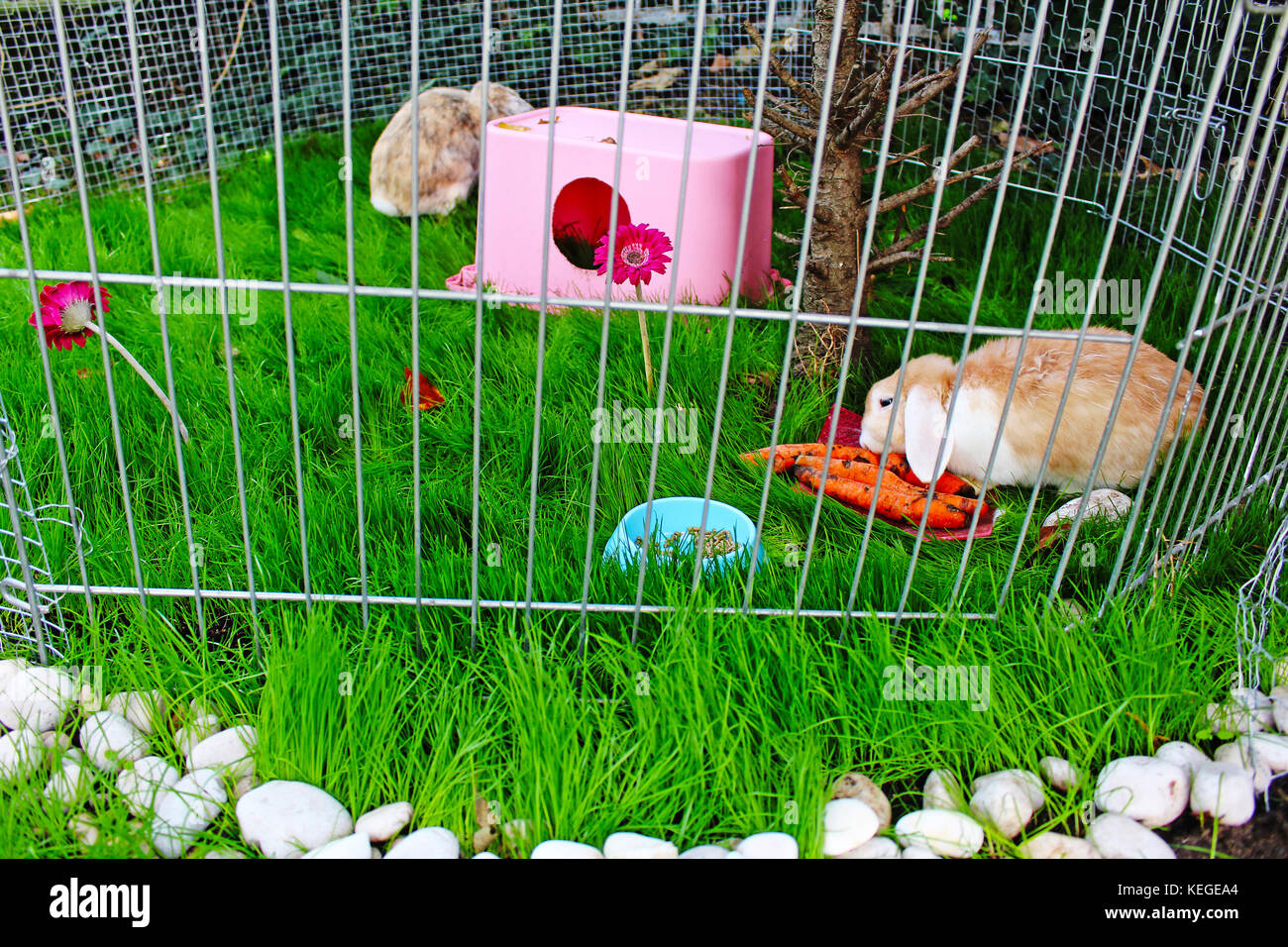 Cute pet rabbit outdoor playground. Cage coop hutch. Lop eared rabbits ...