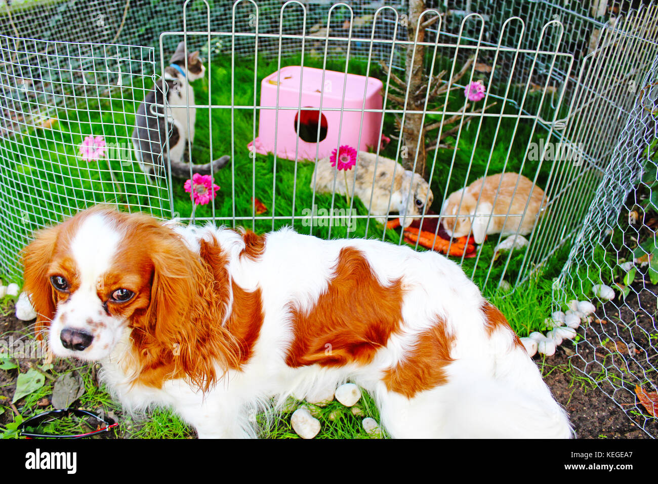 Cute pet rabbit outdoor playground. Cage coop hutch. Lop eared rabbits ...