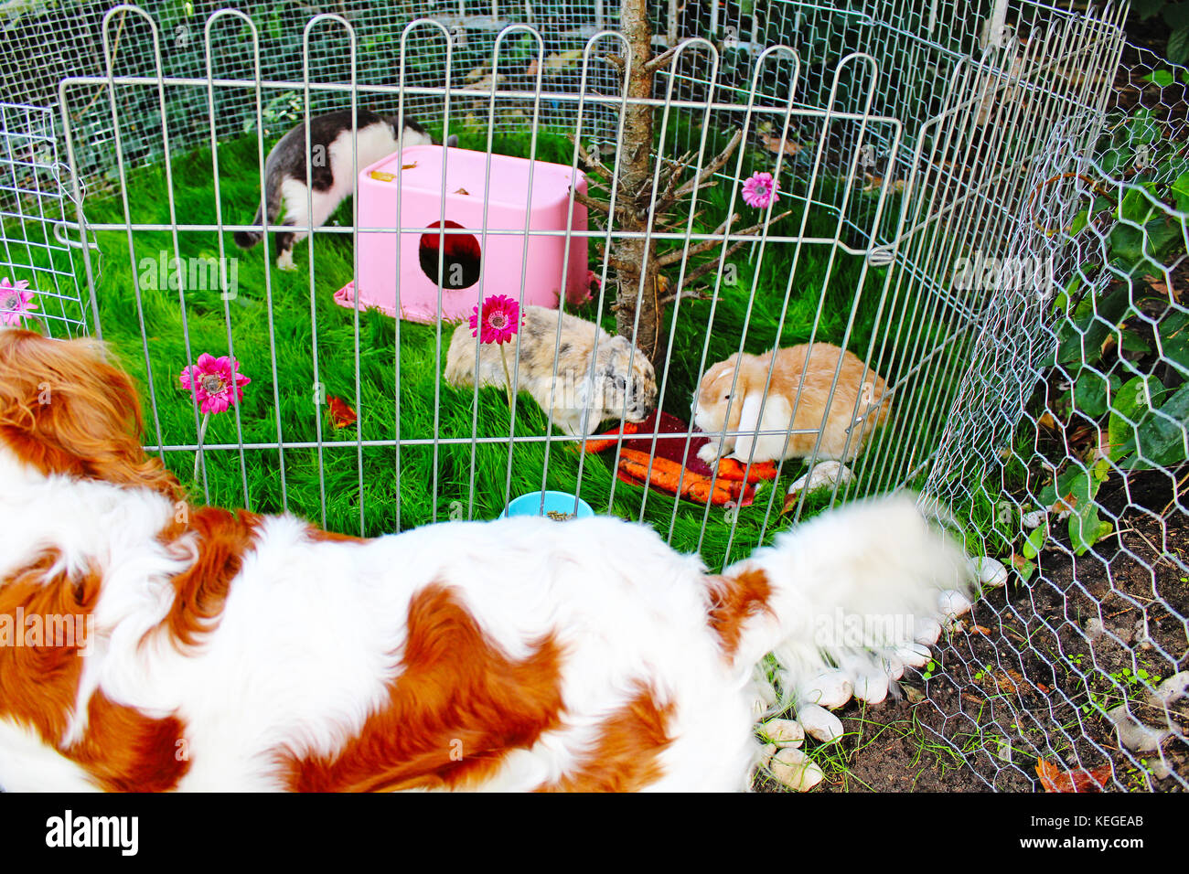 Cute pet rabbit outdoor playground. Cage coop hutch. Lop eared rabbits ...