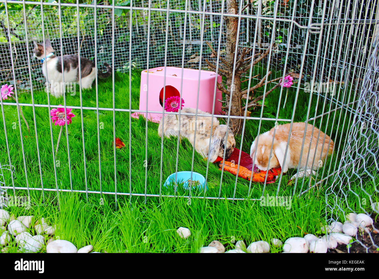 Cute pet rabbit outdoor playground. Cage coop hutch. Lop eared rabbits ...