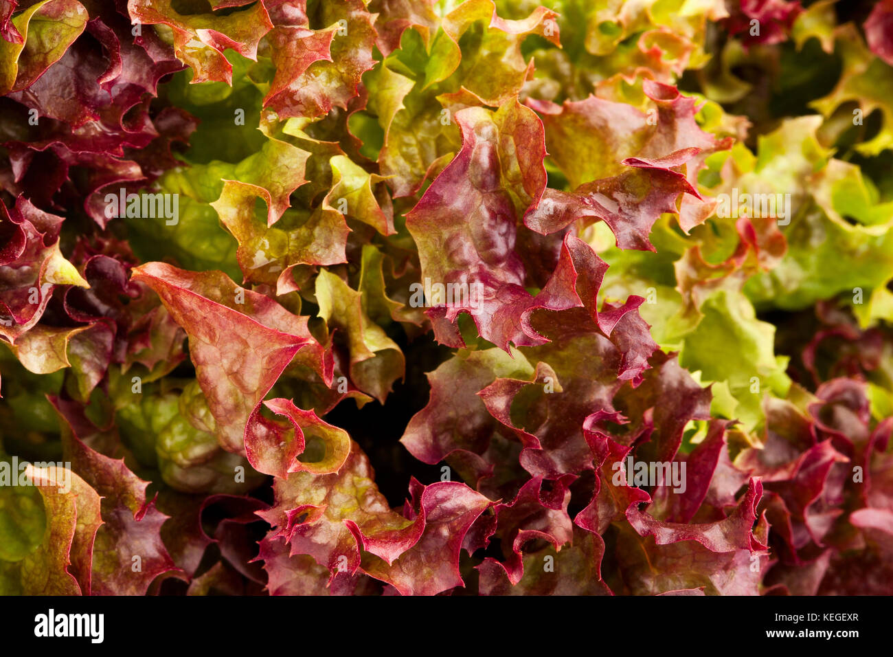 red lettuce macro closeup Stock Photo - Alamy