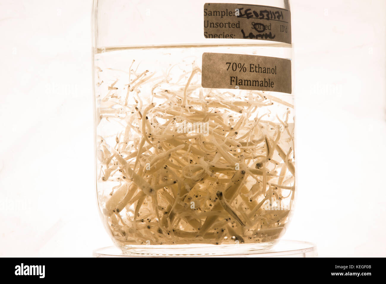 Fish collected from the Atlantic Ocean for a scientific study on fish ...