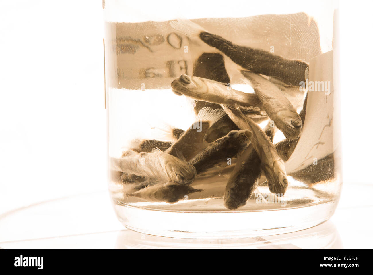 Fish collected from the Atlantic Ocean for a scientific study on fish ...