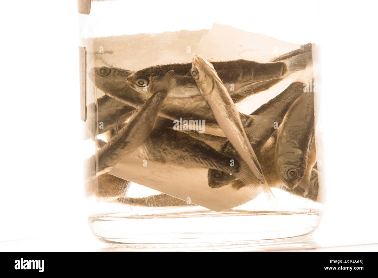 Fish collected from the Atlantic Ocean for a scientific study on fish ...