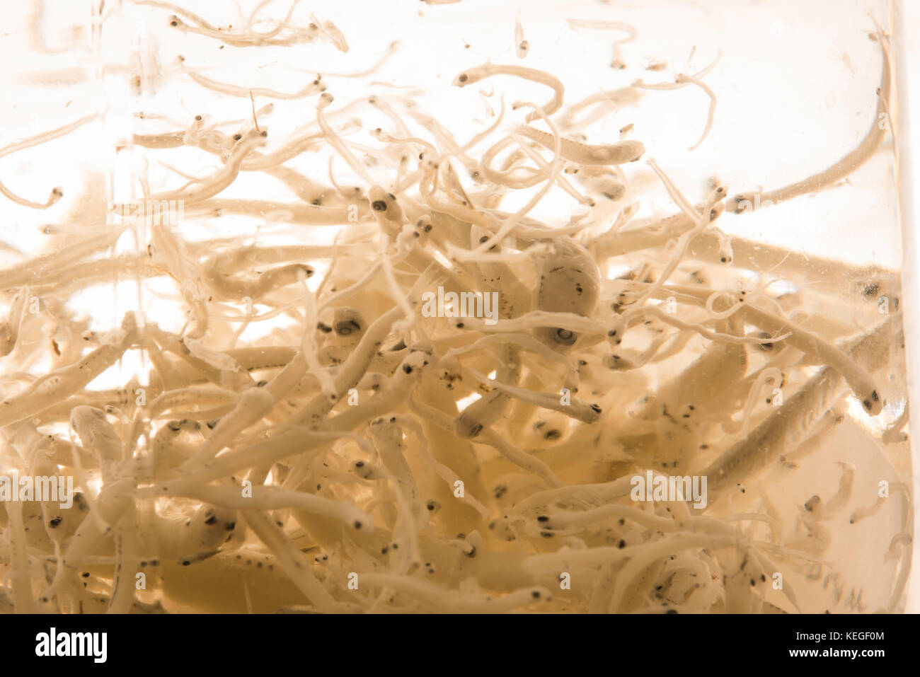 Fish collected from the Atlantic Ocean for a scientific study on fish ...