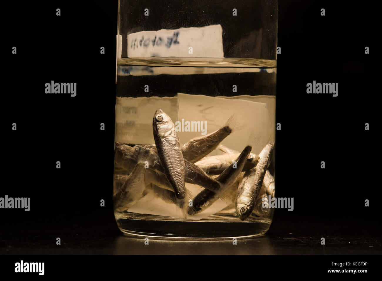 Fish collected from the Atlantic Ocean for a scientific study on fish ...