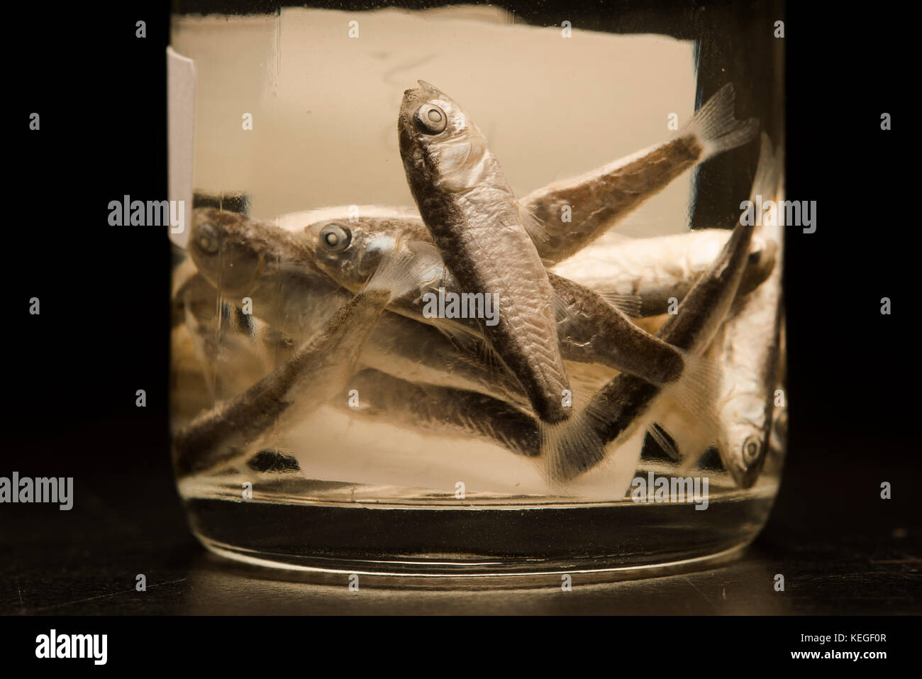 Fish collected from the Atlantic Ocean for a scientific study on fish ...