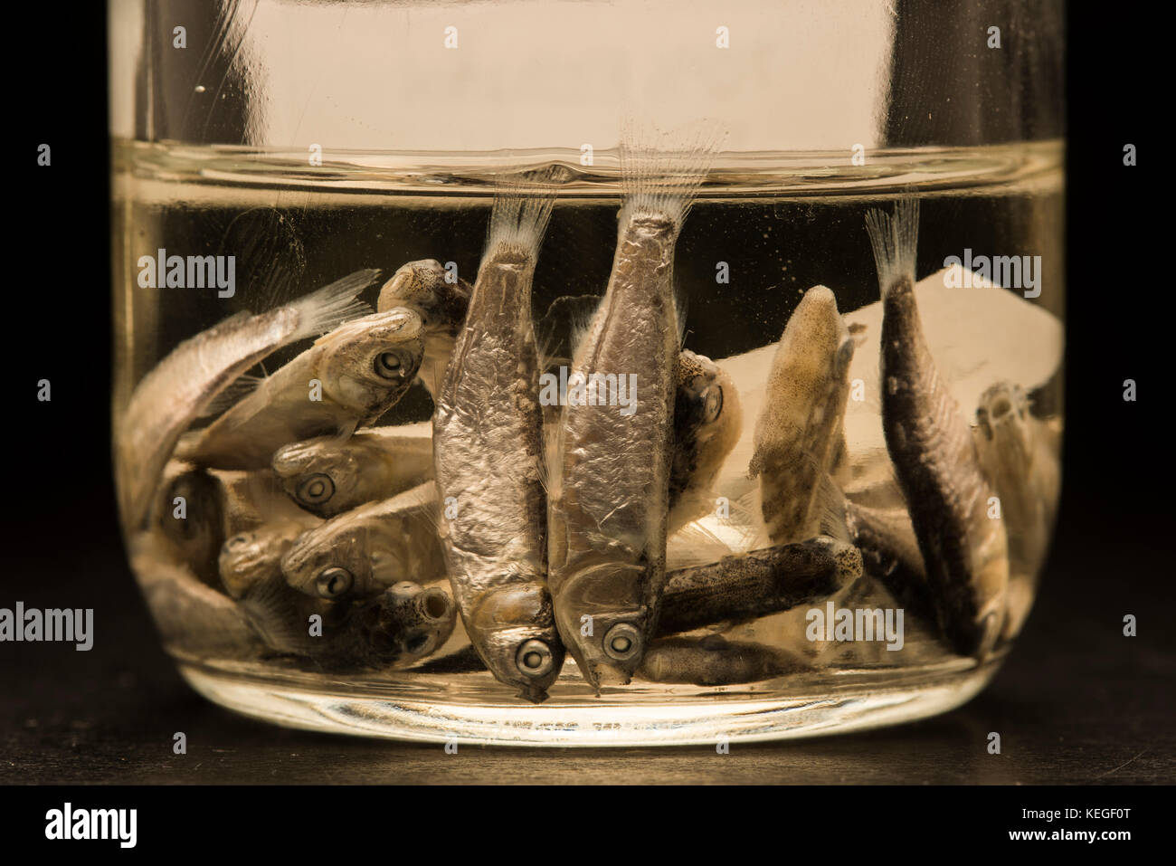 Fish collected from the Atlantic Ocean for a scientific study on fish ...