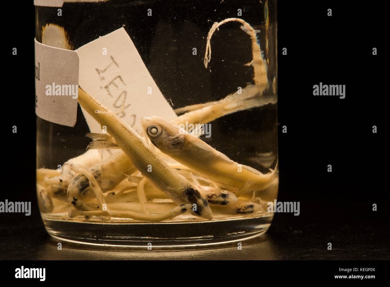 Fish collected from the Atlantic Ocean for a scientific study on fish ...