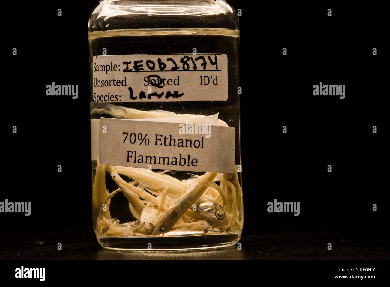 Fish collected from the Atlantic Ocean for a scientific study on fish ...